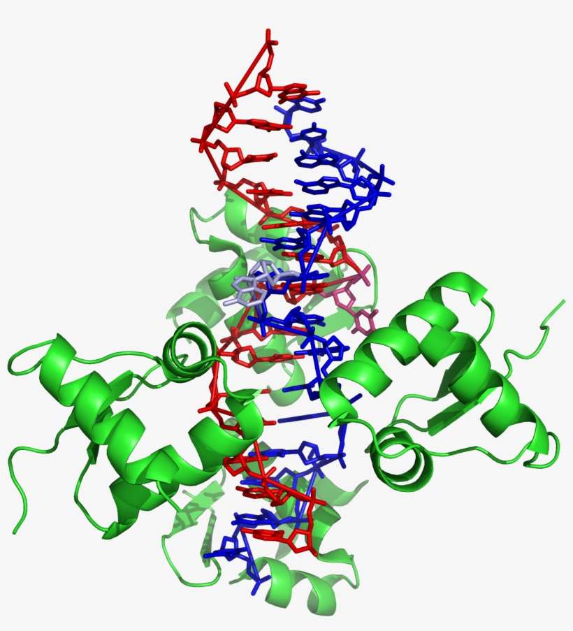 Z Dna Wikipedia - Dna PNG Image | Transparent PNG Free Download on SeekPNG
