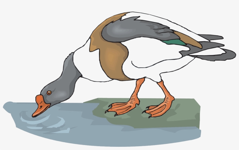 Download Drinking Water Cartoon - Birds Drinking Water Cartoon ...