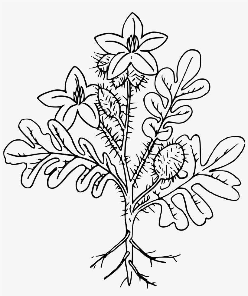 This Free Icons Png Design Of Buffalo Bur PNG Image | Transparent PNG ...