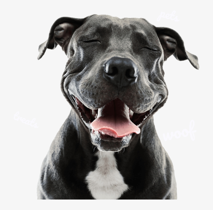 Header Dogs - De Chien PNG Image | Transparent PNG Free Download on SeekPNG