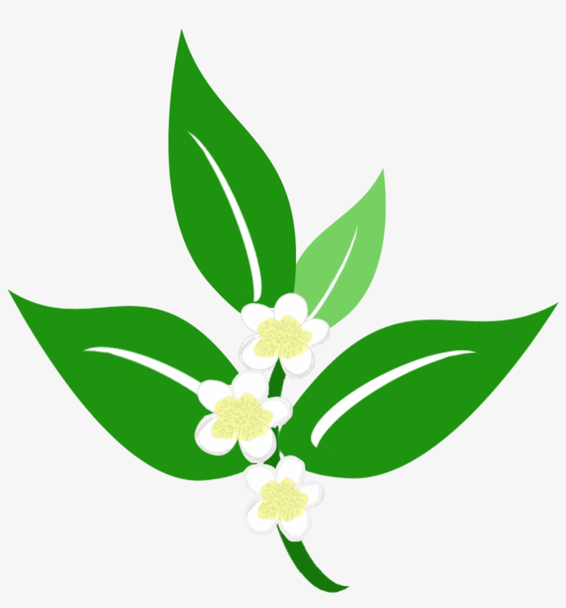Cropped Leaves And Flower Transparent PNG Image | Transparent PNG Free ...