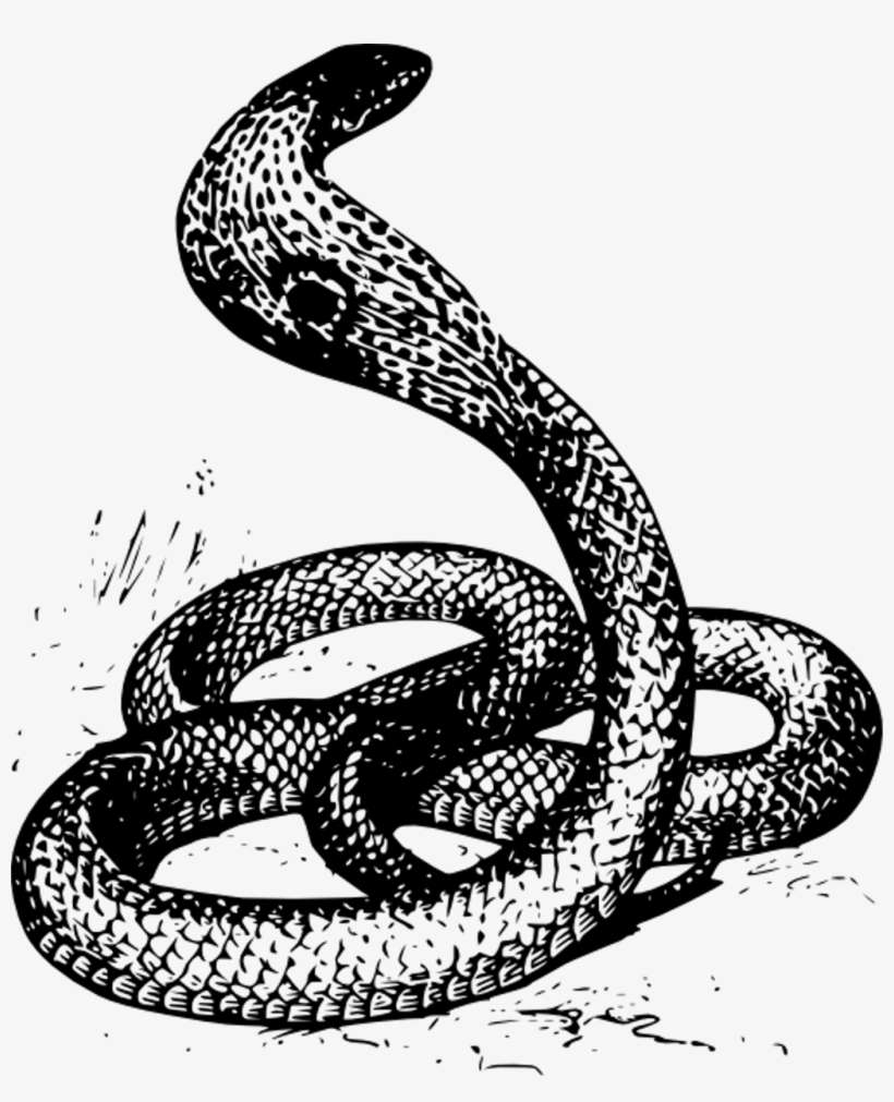 Cobra Snake Drawings Realistic