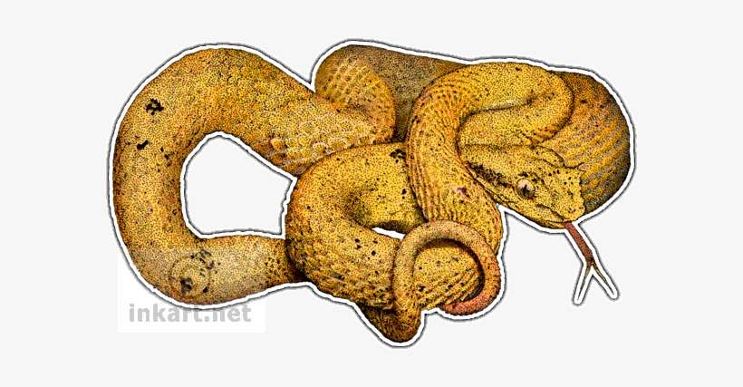 Wildlife Art - Eyelash Viper PNG Image | Transparent PNG Free Download ...