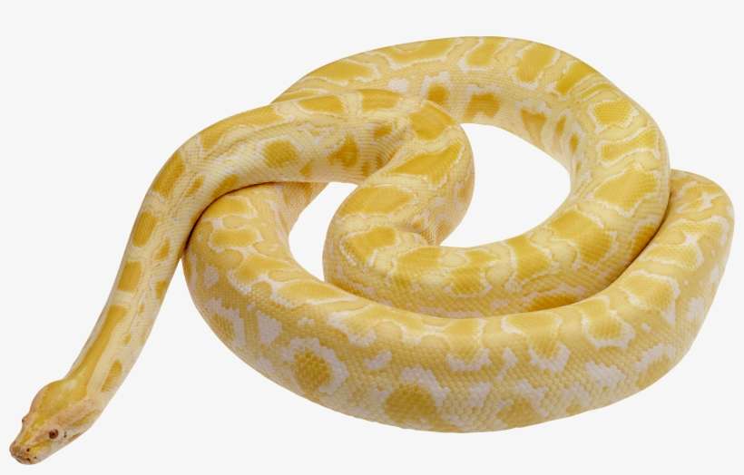 Snake Png - Yellow Snake Png PNG Image | Transparent PNG Free Download ...