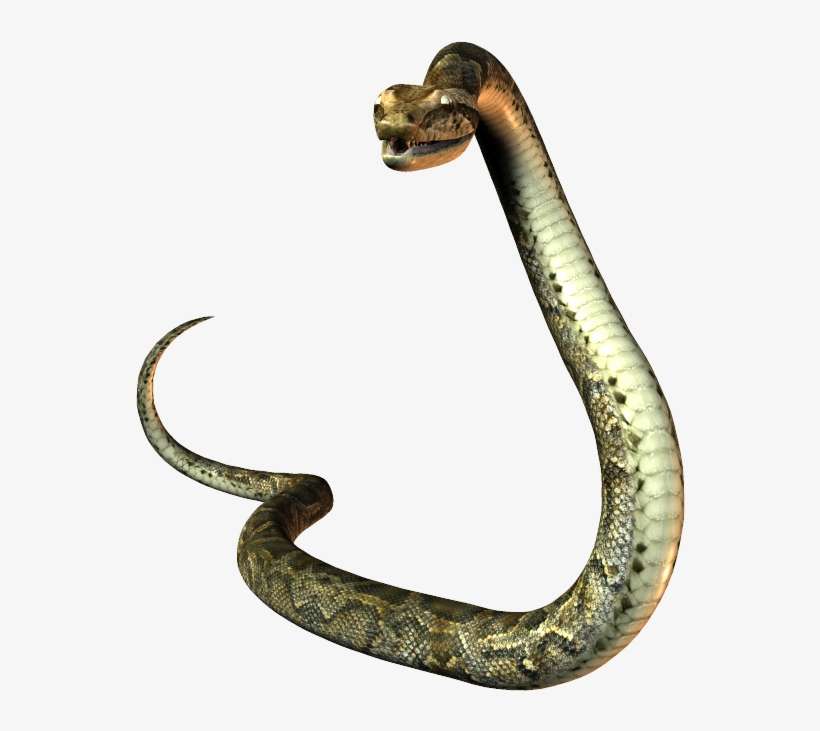 Snake Tail Png - Snakes Stock PNG Image | Transparent PNG Free Download ...