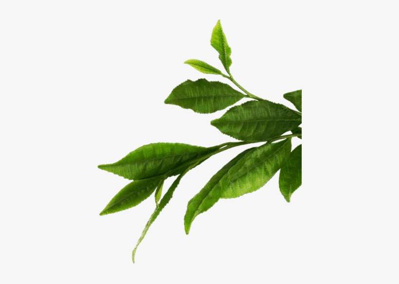 Transparent Leaf Green Tea - Tea Leaves Transparent Background PNG ...