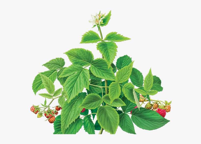 Raspberry Herbal Supplement Rubus Idaeus Herbal Tea, - Alvita - Organic ...