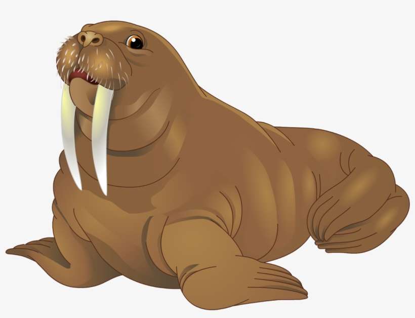 Walrus Png PNG Images | PNG Cliparts Free Download on SeekPNG