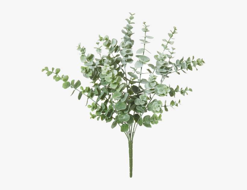 Gum Trees PNG Image | Transparent PNG Free Download on SeekPNG