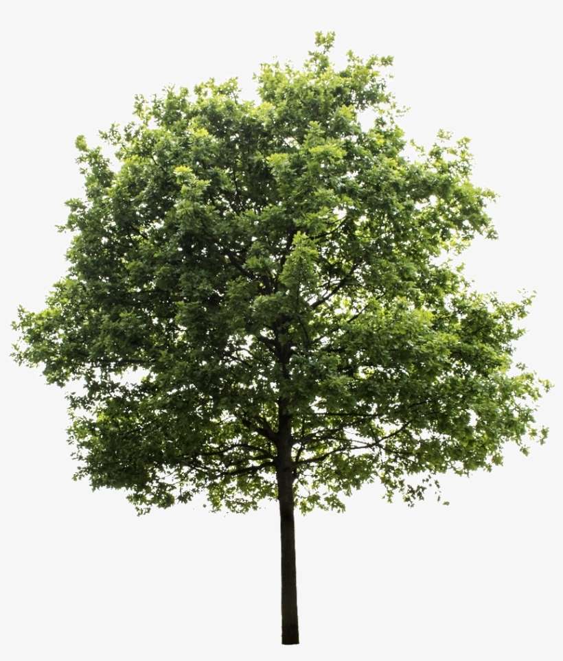 Hình Ảnh Có Liên Quan Tree Render, Oak Tree, Trees - Tree With No ...