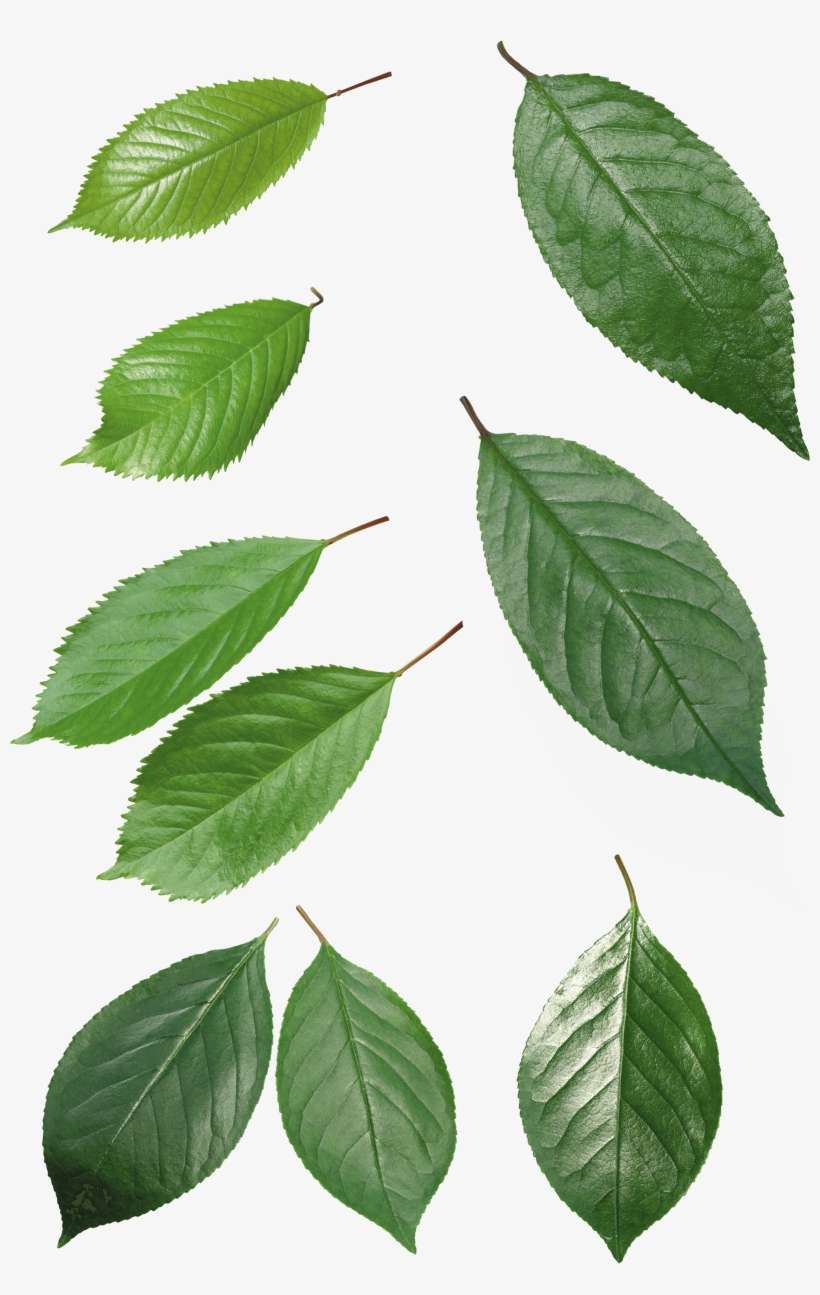 Leaves Png PNG Image | Transparent PNG Free Download on SeekPNG