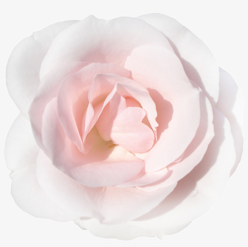 White Flowers - Rose Top View Png PNG Image | Transparent PNG Free ...