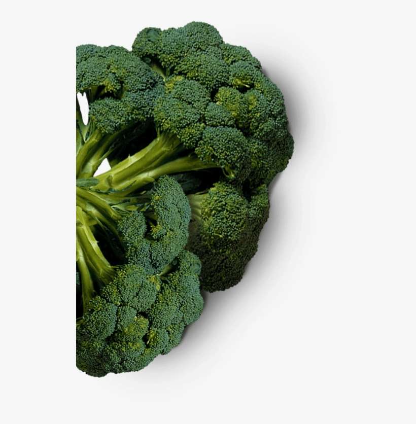 A Jacketz - Broccoli PNG Image | Transparent PNG Free Download on SeekPNG