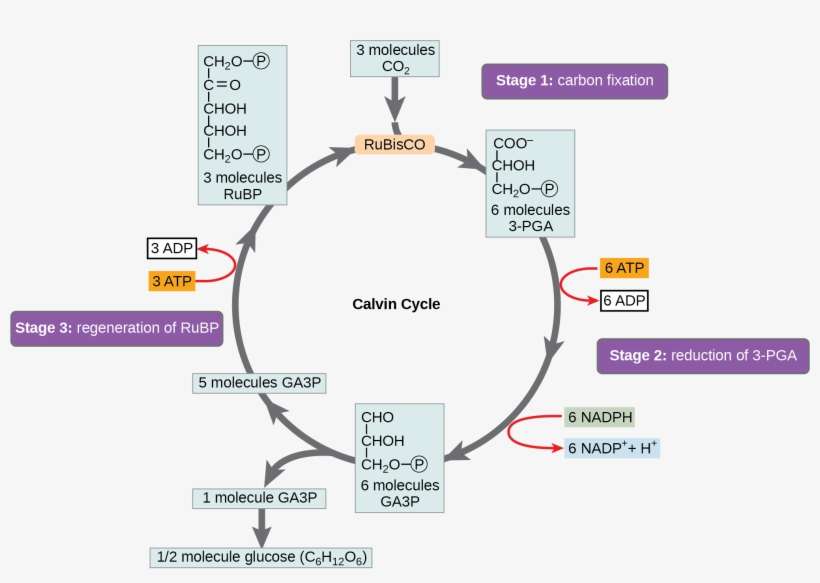 Download A Diagram Of The Calvin Cycle Is Shown With Its Three - Calvin ...