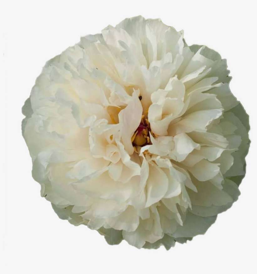 Chrysanths PNG Image | Transparent PNG Free Download on SeekPNG