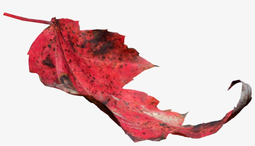 Red Leaf Png PNG Image | Transparent PNG Free Download on SeekPNG