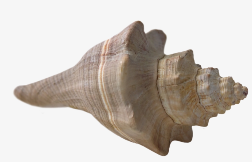 Sea Shell Png - Seashell PNG Image | Transparent PNG Free Download on ...