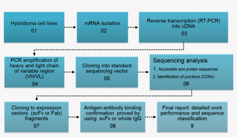 Vector Sequencing ~ Frames ~ Illustrations ~ Hd Images - Cloning ...