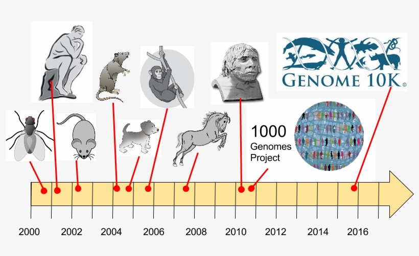 Since The Human Genome Project There Have Been An Explosion - Human ...