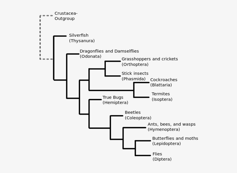 Phylogeny Of Insect Orders - Insect Phylogeny PNG Image | Transparent ...