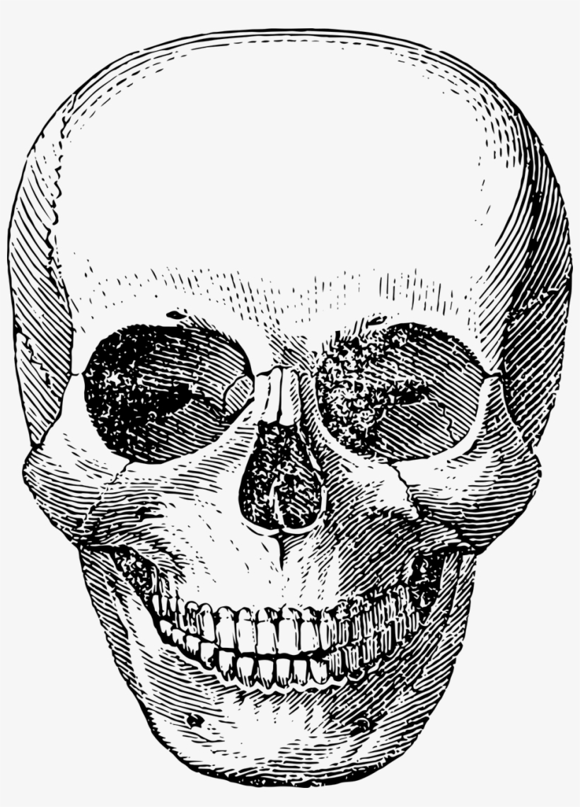 Red Aesthetic Skull PNG Image | Transparent PNG Free Download on SeekPNG