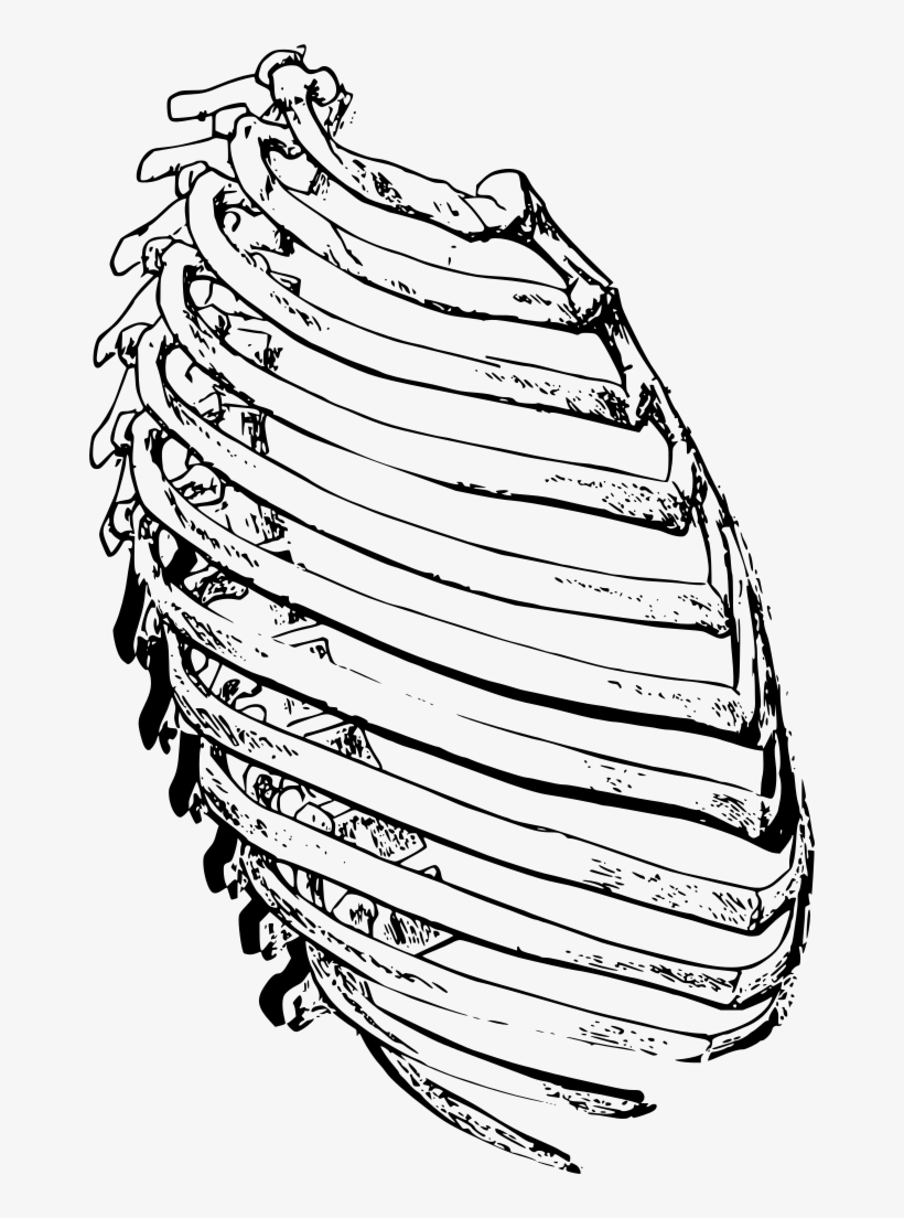 Download Png - Rib PNG Image | Transparent PNG Free Download on SeekPNG