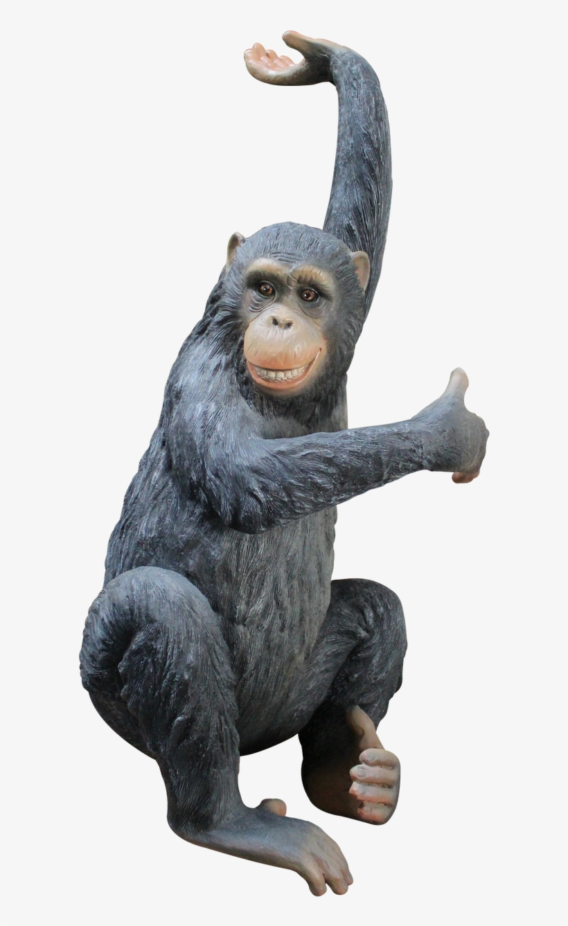 Common Chimpanzee PNG Image | Transparent PNG Free Download on SeekPNG
