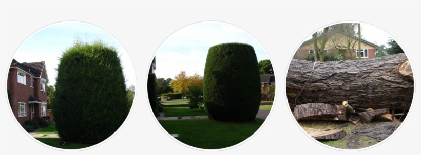 S Tree Surgeons First Picture PNG Image | Transparent PNG Free Download ...