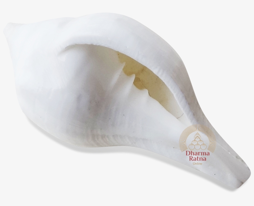Conch Shell For Cleansing Water Is Placed In The 7th - Shell PNG Image ...