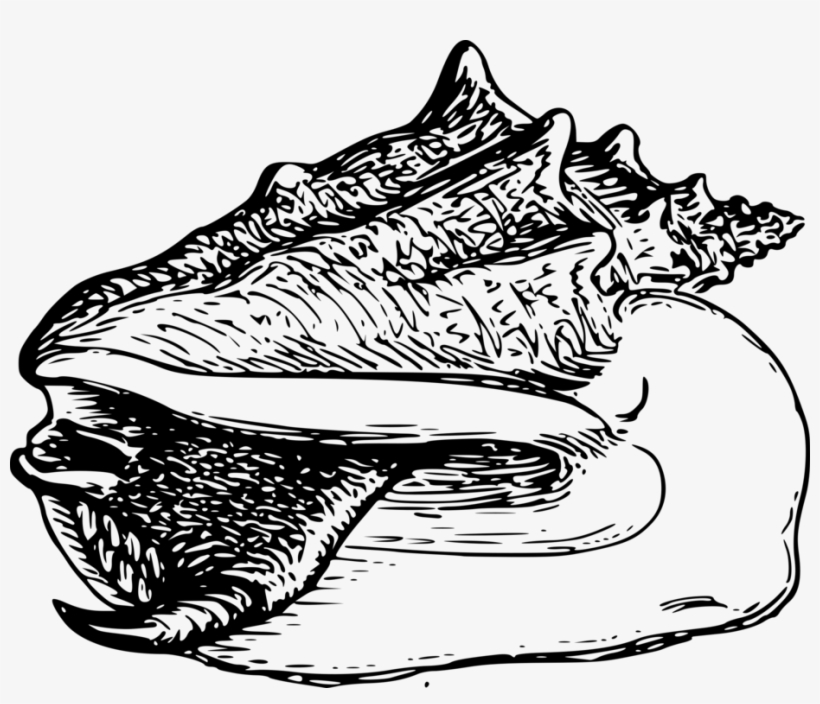 925 X 750 1 - Conch Snail Clipart PNG Image | Transparent PNG Free ...