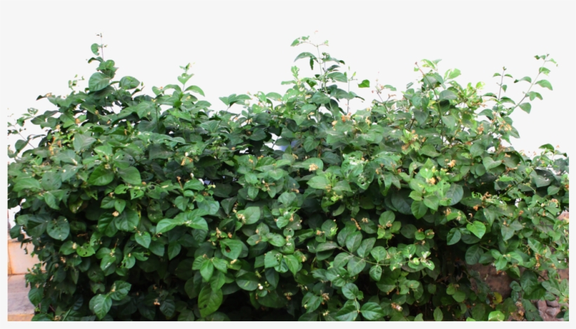 Jasmine Tree Png PNG Image | Transparent PNG Free Download on SeekPNG