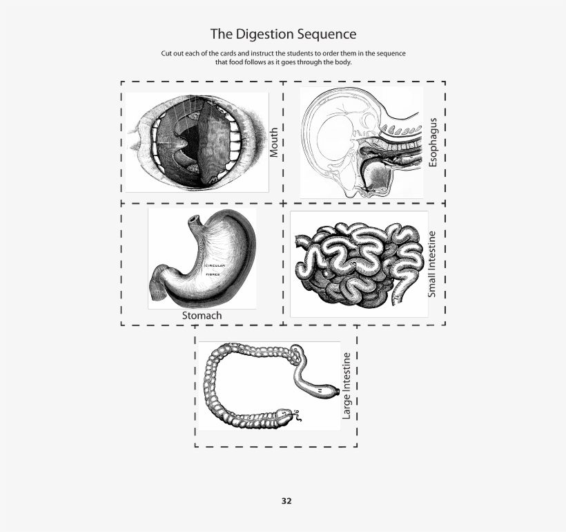 Digestive System Parts Cut Out