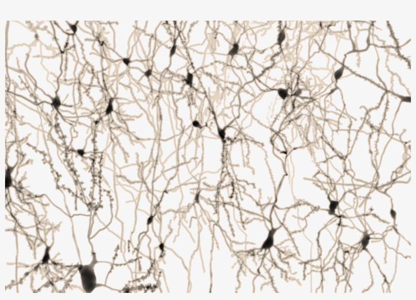 Lab Talk - Twig PNG Image | Transparent PNG Free Download on SeekPNG