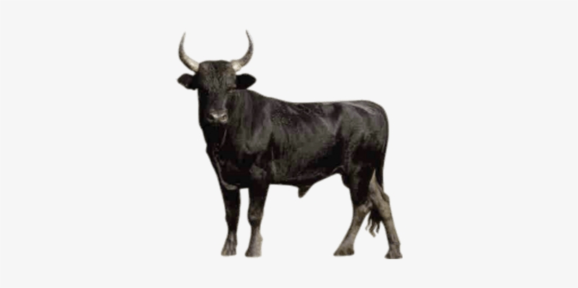 Bull PNG Images | PNG Cliparts Free Download on SeekPNG