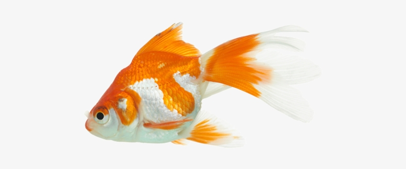 King Goldfish PNG Image | Transparent PNG Free Download on SeekPNG