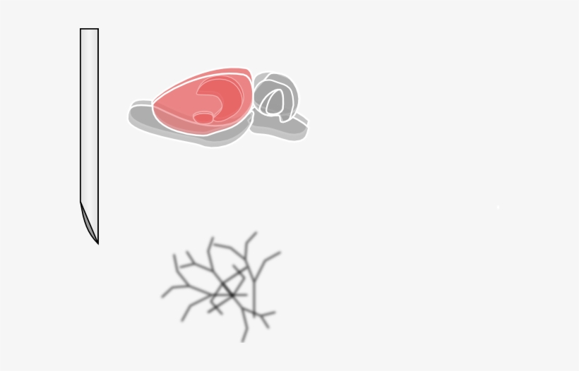 Free Vector Rat Brain Clip Art - Rat Brain PNG Image | Transparent PNG ...