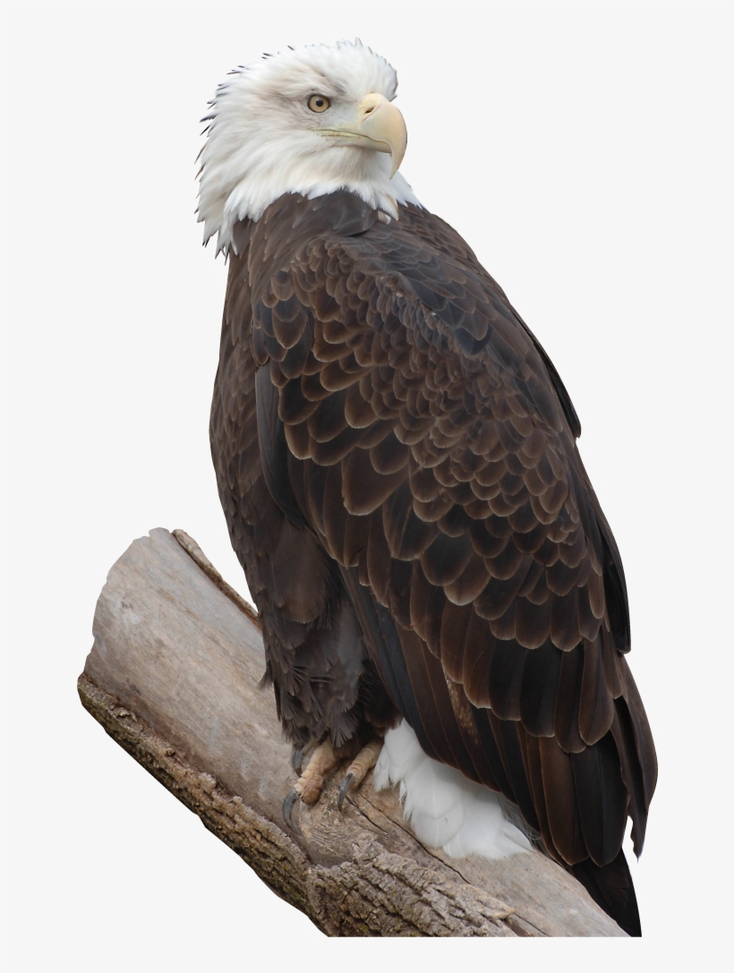 Bald Eagle Free Png Image - Bald Eagle Perched Png PNG Image ...