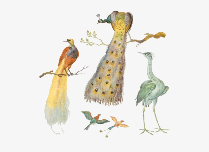 Painted Plumage Set - Art PNG Image | Transparent PNG Free Download on ...