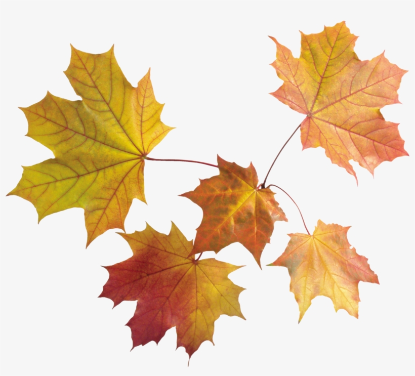 Autumn Png Leaves - Autumn Leaves Transparent Background PNG Image ...