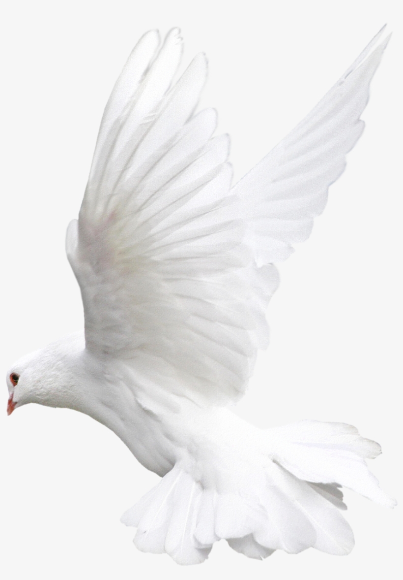 Pigeon Clipart Bird Fly - Doves Funeral Cover PNG Image | Transparent ...
