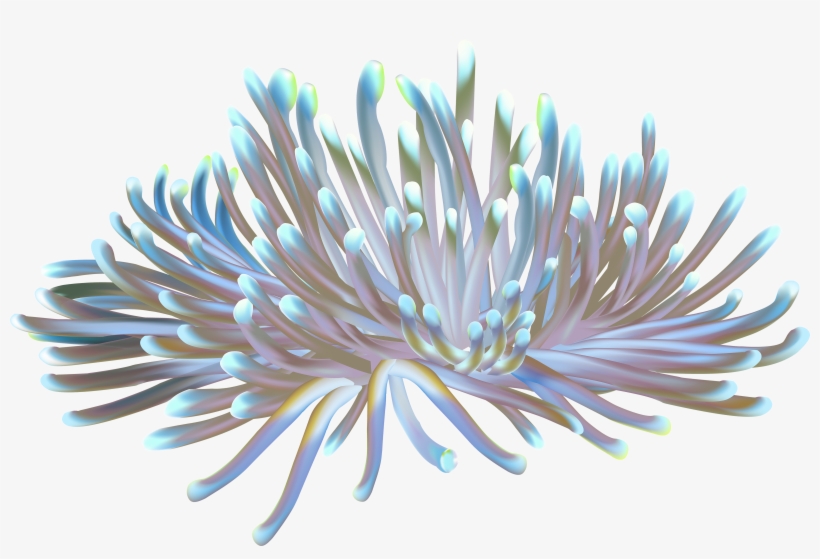 Download Transparent Background Coral Clipart | Transparent PNG ...