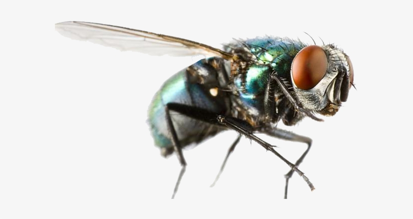 Bluebottle Fly Transparent - Fly Flying Up Close PNG Image ...