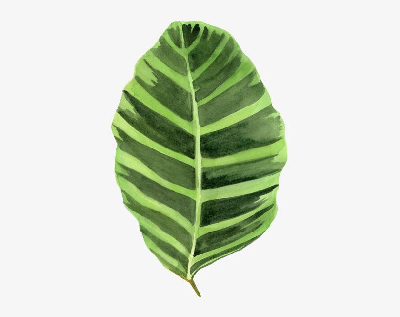 Big Leaf 4 PNG Image | Transparent PNG Free Download on SeekPNG