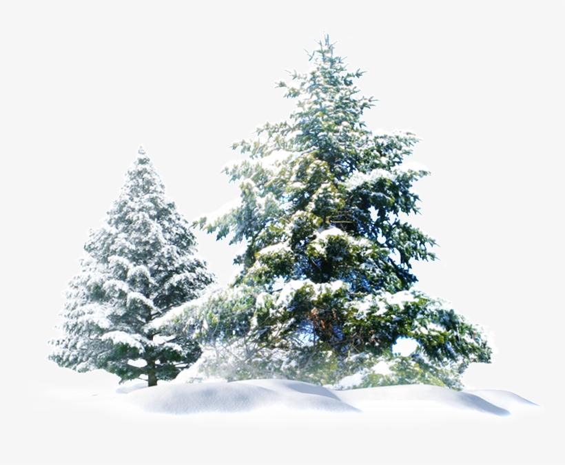 Snowy Pine Tree Clipart