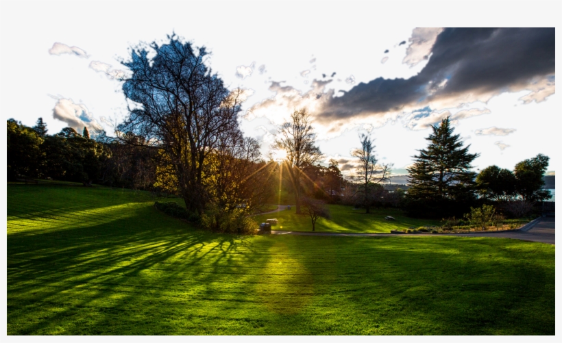 Nature - Larch PNG Image | Transparent PNG Free Download on SeekPNG