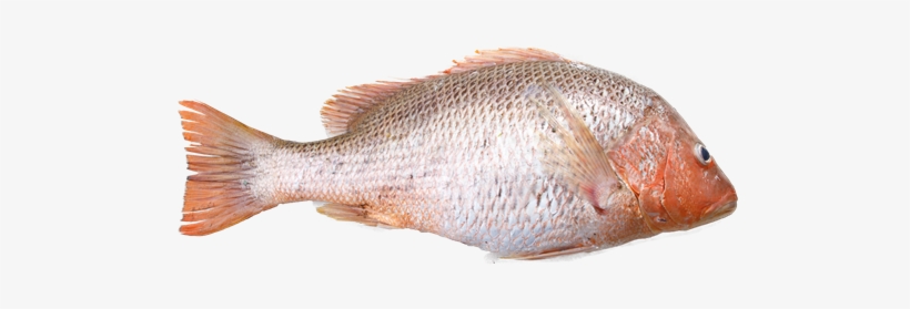 Golden Snapper - Red Snapper PNG Image | Transparent PNG Free Download ...