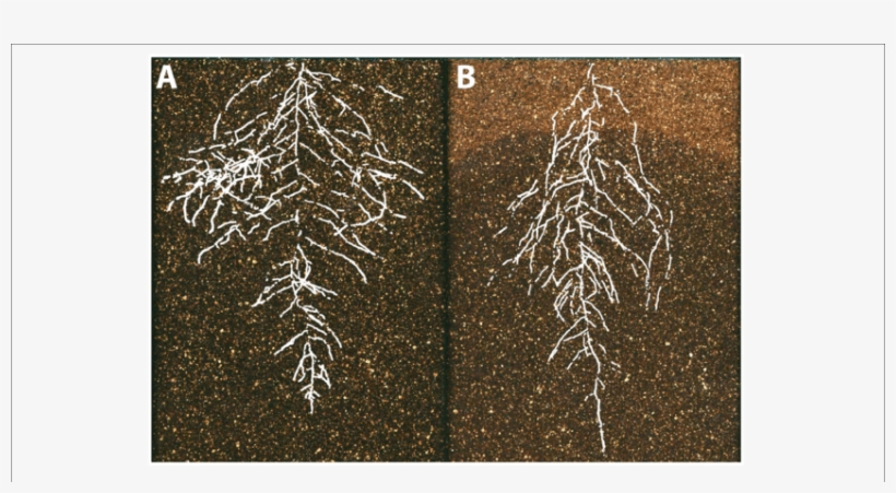 The Environmental Basis Of Plant Morphology - Christmas Tree PNG Image ...
