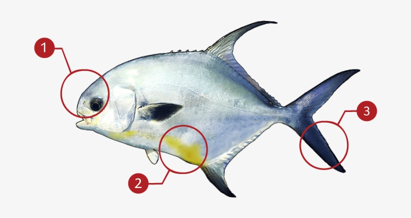 How To Identify Permit Fish - Tuna PNG Image | Transparent PNG Free ...