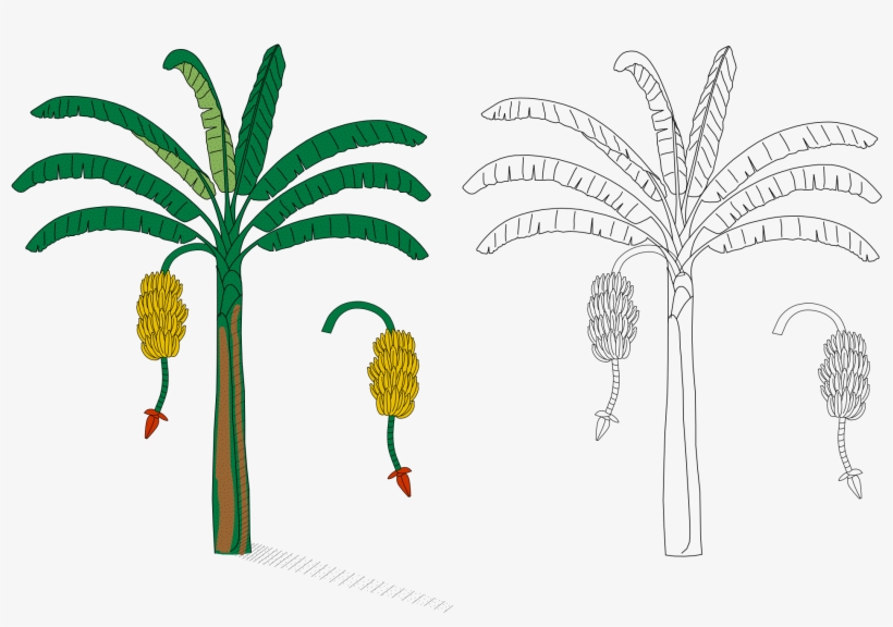 Open - La Planta De Cambur PNG Image | Transparent PNG Free Download on ...