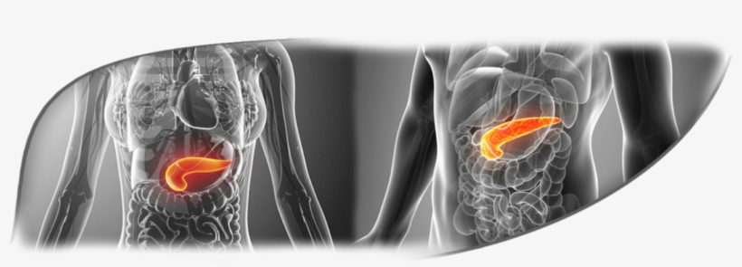 Download Anatomy Overview Pancreas - Radiography | Transparent PNG ...